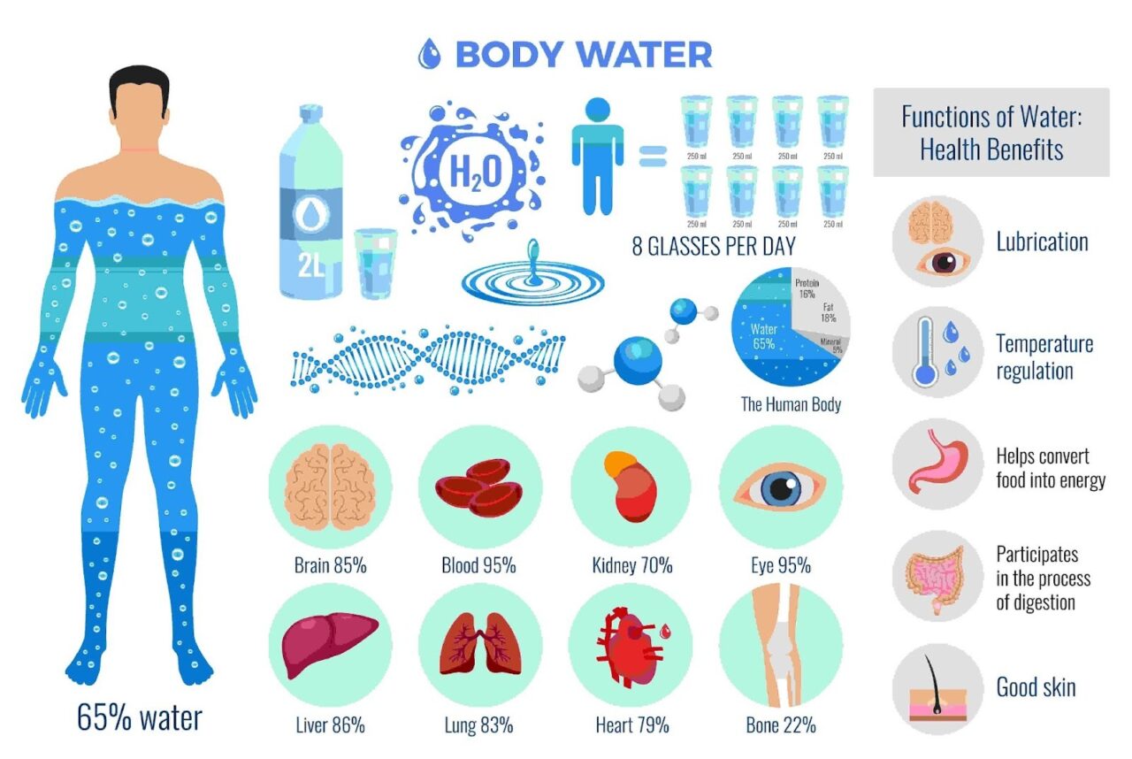 Organs Affected by Severe Dehydration | Mobile IV Medics