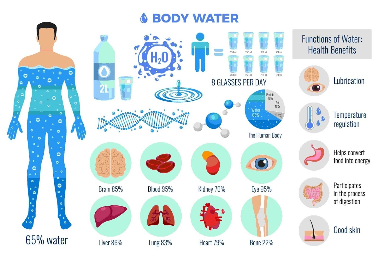 Organs Affected by Severe Dehydration | Mobile RN